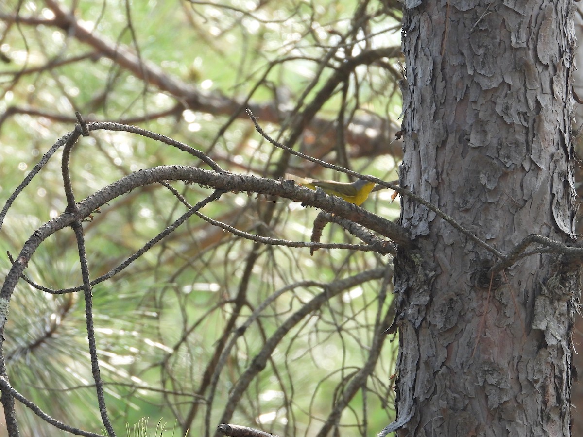 Nashville Warbler - Leiothlypis ruficapilla - Media Search - Macaulay ...