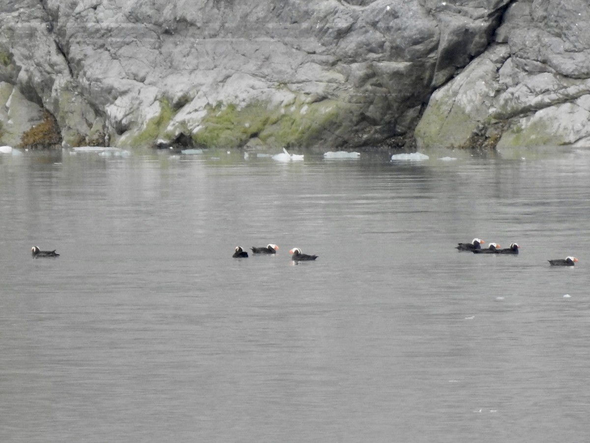 eBird Checklist - 12 Jul 2023 - Glacier Bay NP--Tarr Inlet - 5 species