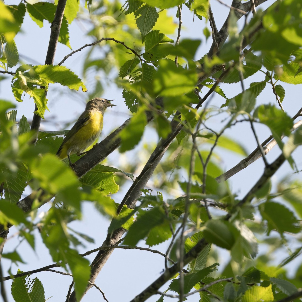 Nashville Warbler - Leiothlypis ruficapilla - Media Search - Macaulay ...
