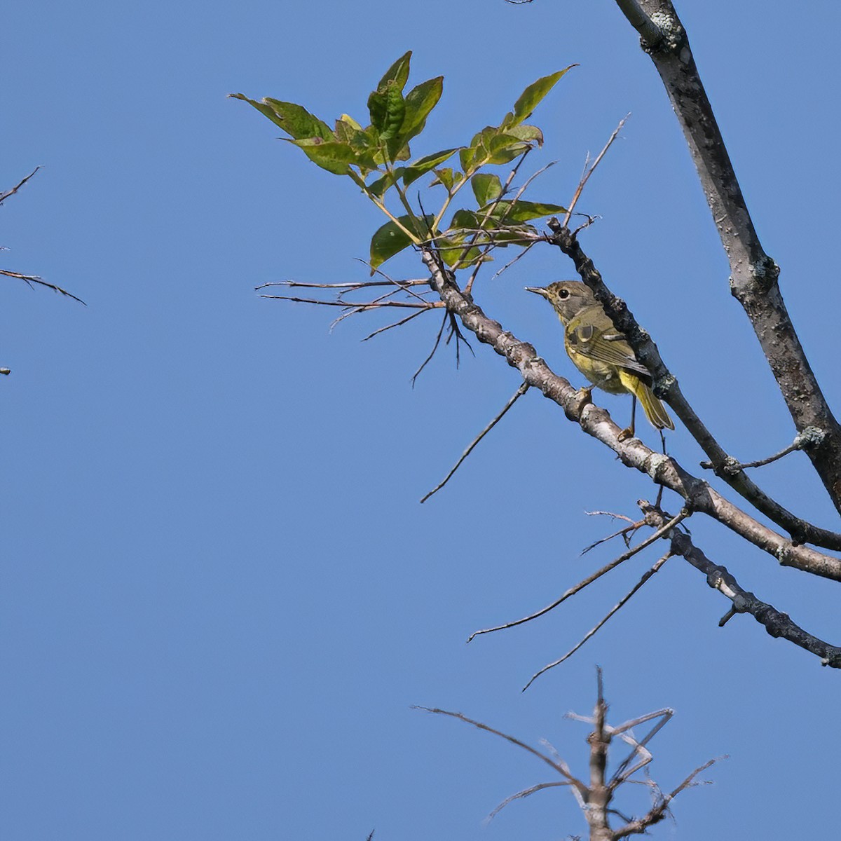 Nashville Warbler - Leiothlypis ruficapilla - Media Search - Macaulay ...