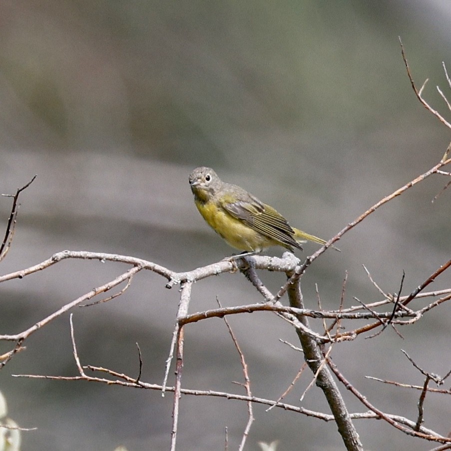Nashville Warbler - Leiothlypis ruficapilla - Media Search - Macaulay ...
