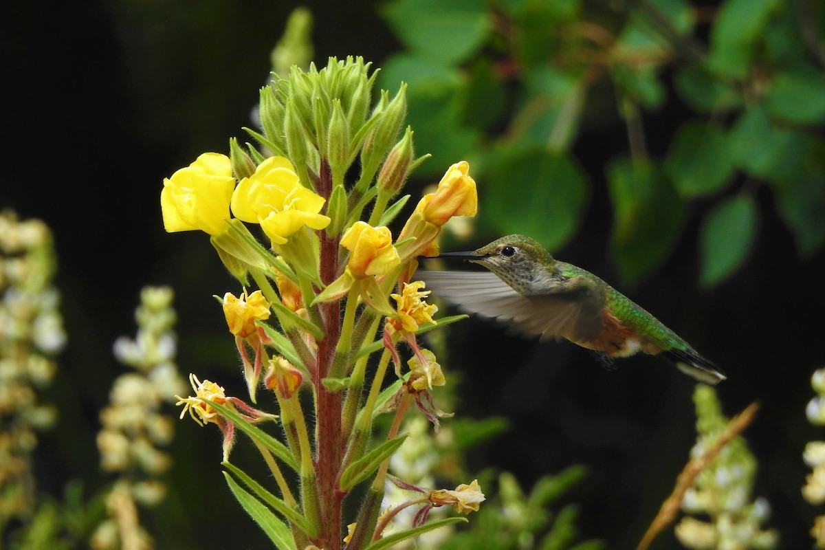 eBird Checklist - 24 Jul 2023 - Rocky Mountain NP--Kawuneeche Visitor ...