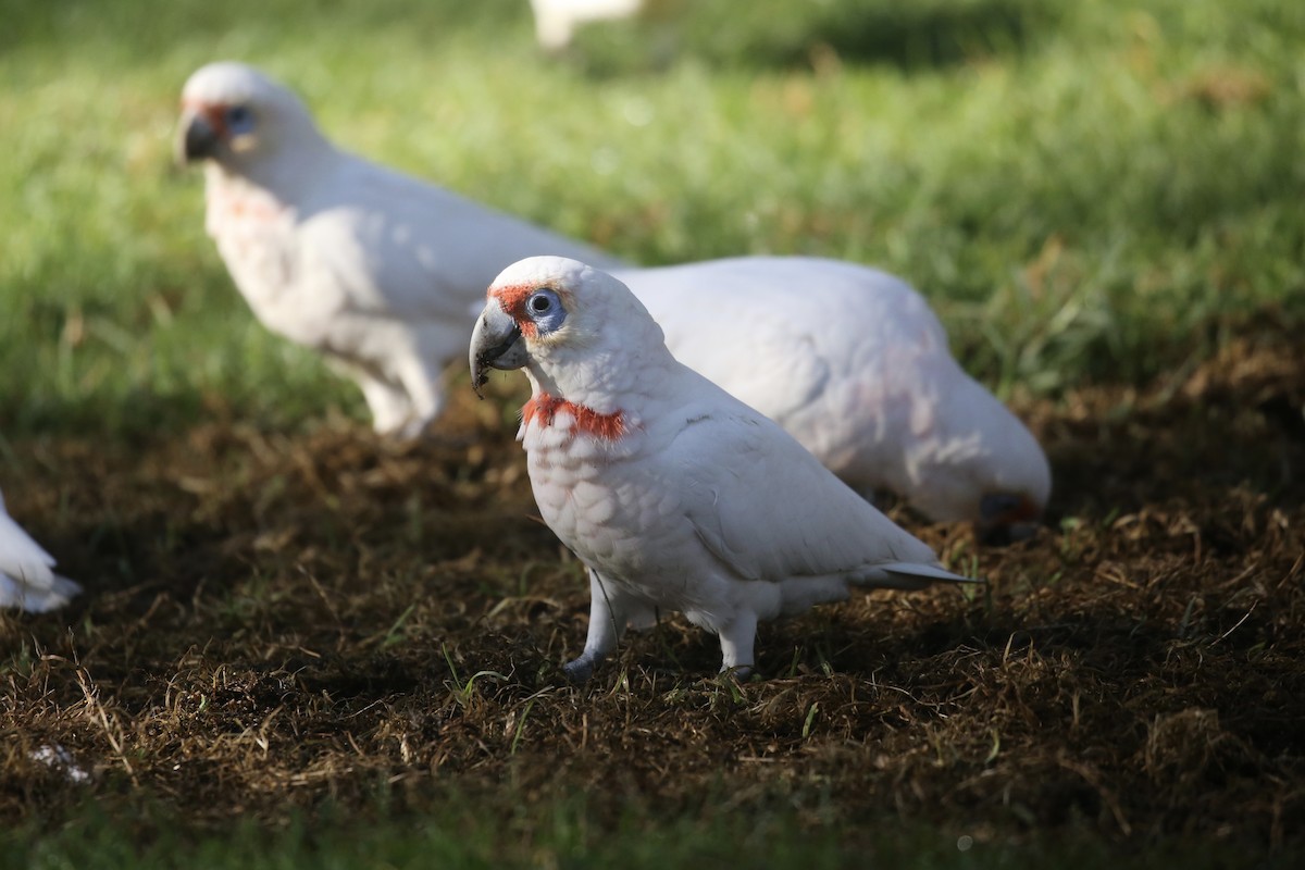 eBird Australia Checklist - 25 Jul 2023 - 274 Dora St, Dora Creek AU ...