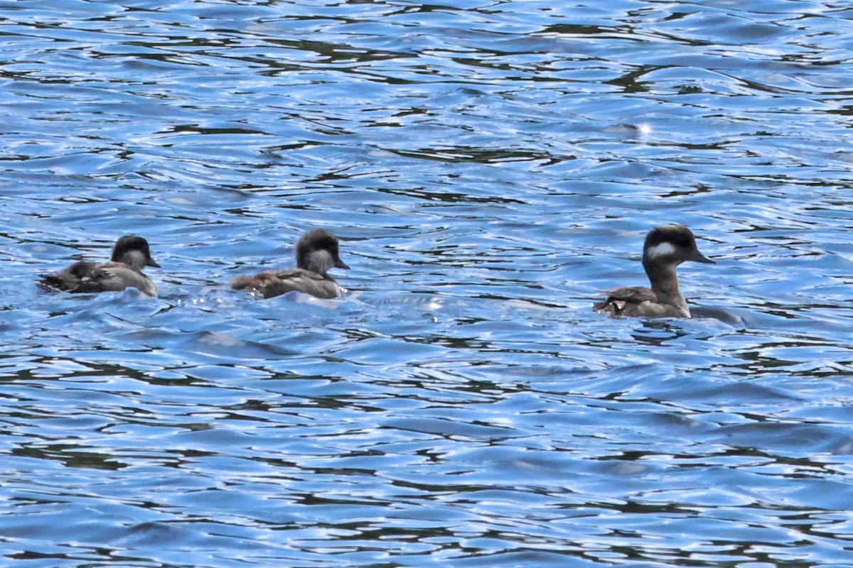 eBird Checklist - 14 Jul 2023 - Lost Lakes Dispersed camping area north ...