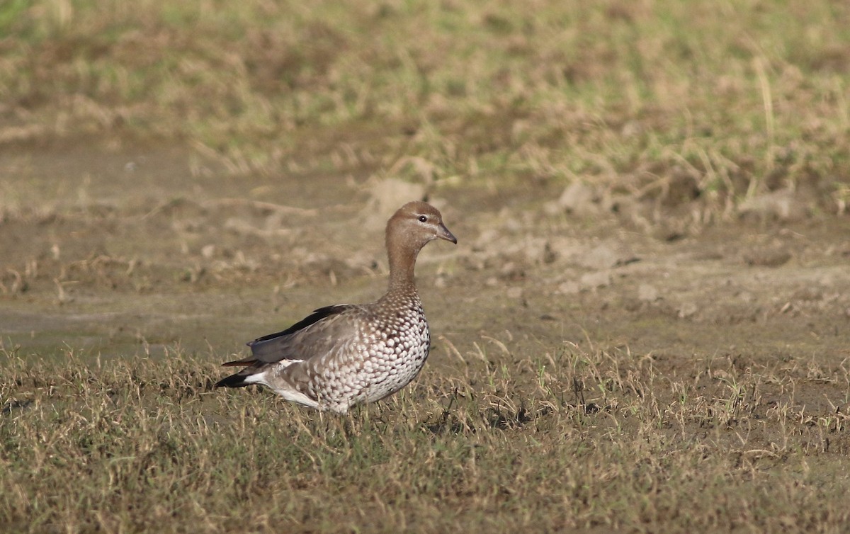 eBird Checklist - 24 Jul 2023 - LHI18--Moseley Park Swamp - 15 species ...