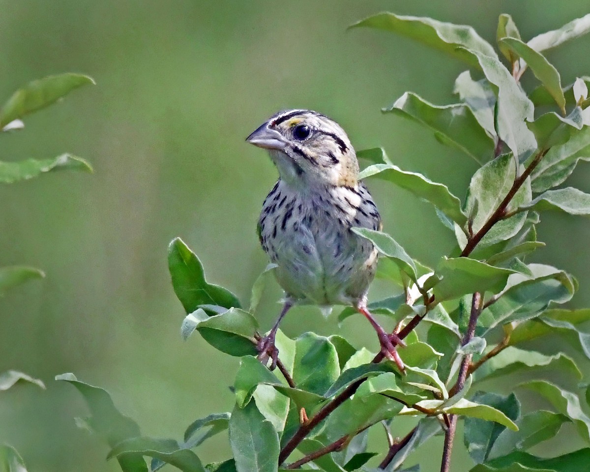 eBird Checklist - 24 Jul 2023 - 3213–3241 Garrett Rd, Glennie US-MI 44. ...