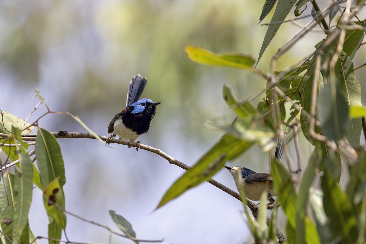 eBird Checklist - 24 Jul 2023 - Abattoir Swamp--Julatten - 13 species