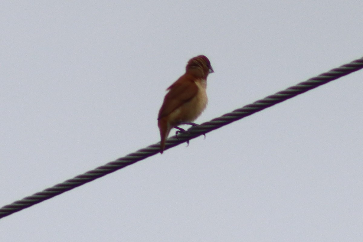 eBird Checklist - 25 Jul 2023 - Bago City - 4 species