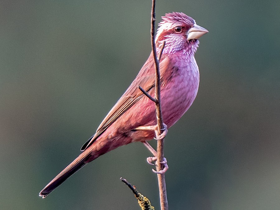 Blyth's Rosefinch - eBird