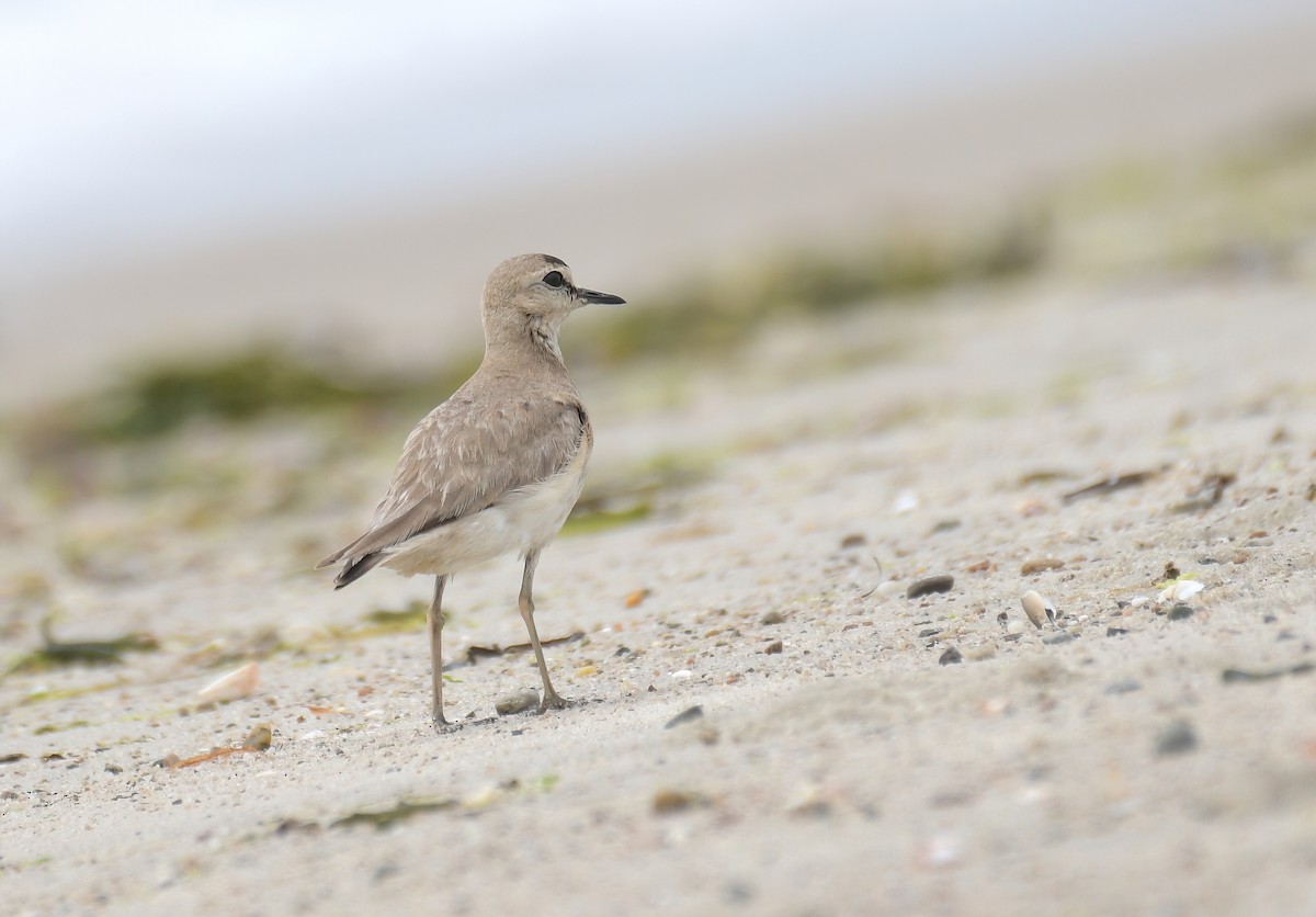 Mass Audubon eBird Checklist - 24 Jul 2023 - Long Beach Conservation ...