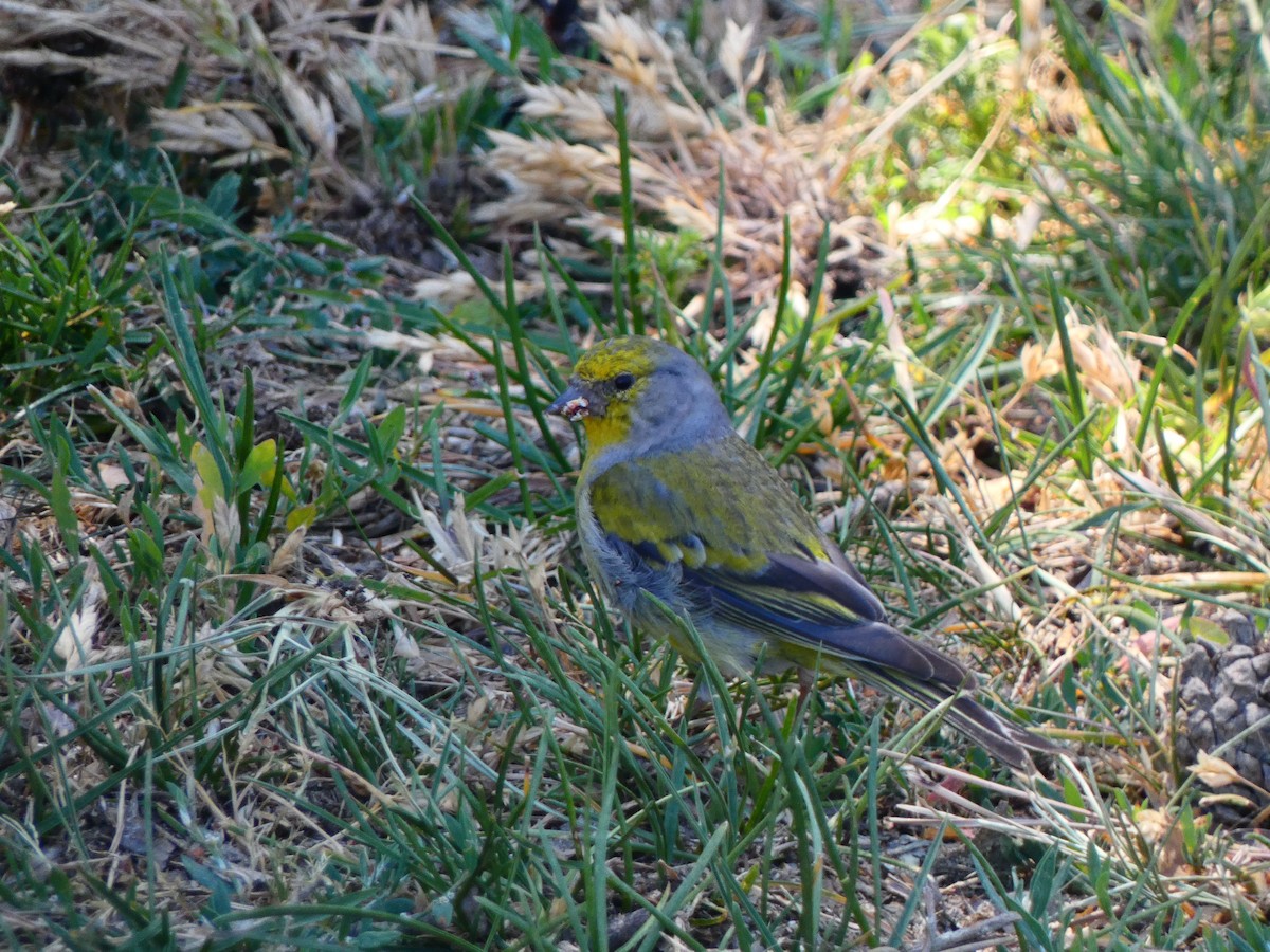 Media Search - Macaulay Library and eBird
