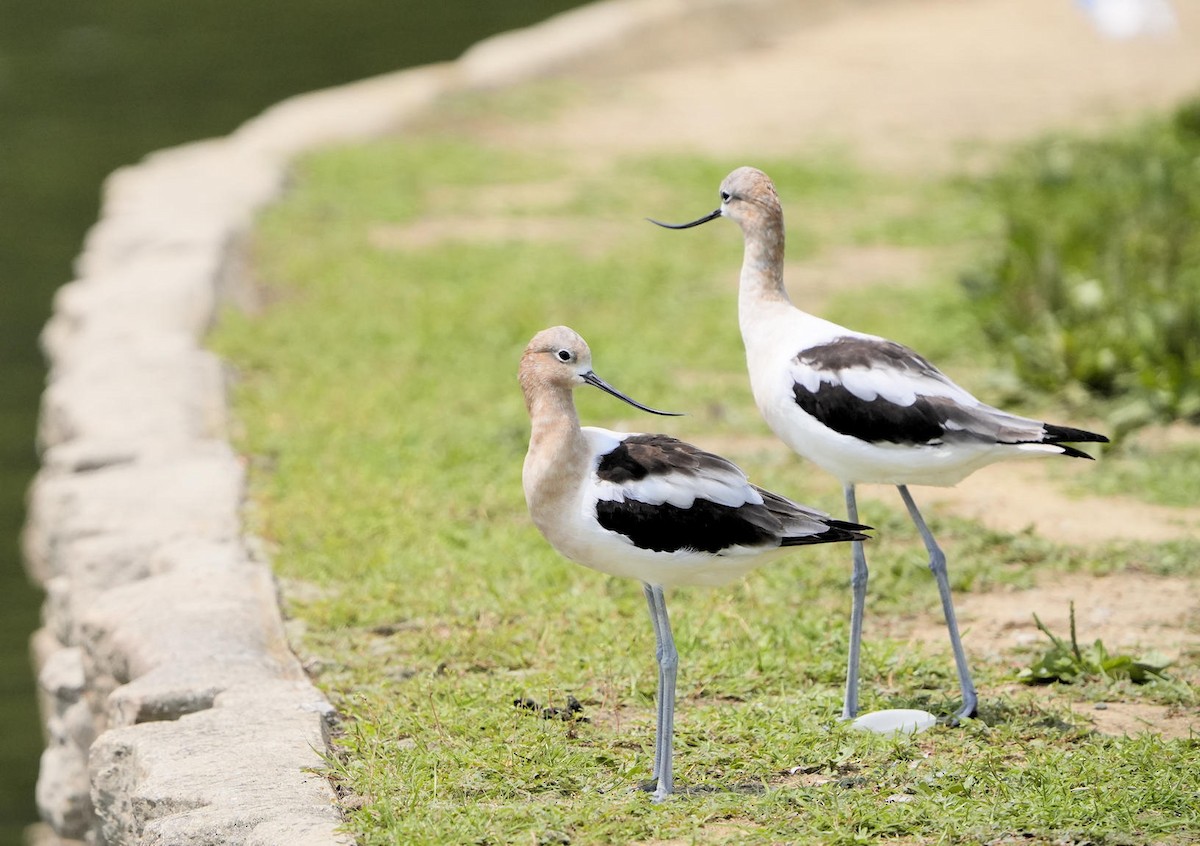 eBird Checklist - 25 Jul 2023 - Miami Meadows Park - 1 species