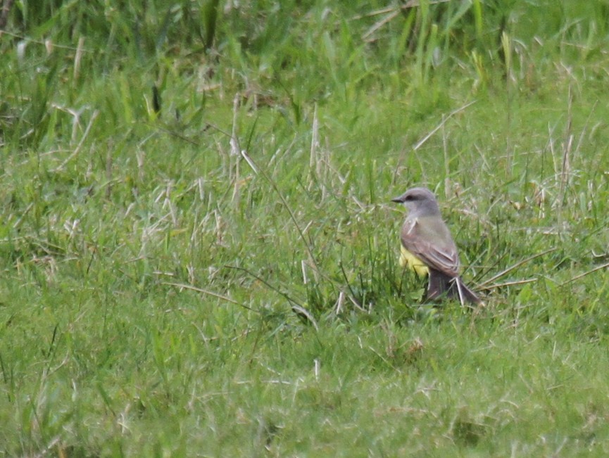 Wisconsin Breeding Bird Atlas Checklist - 29 May 2017 - Woodbury Lane ...