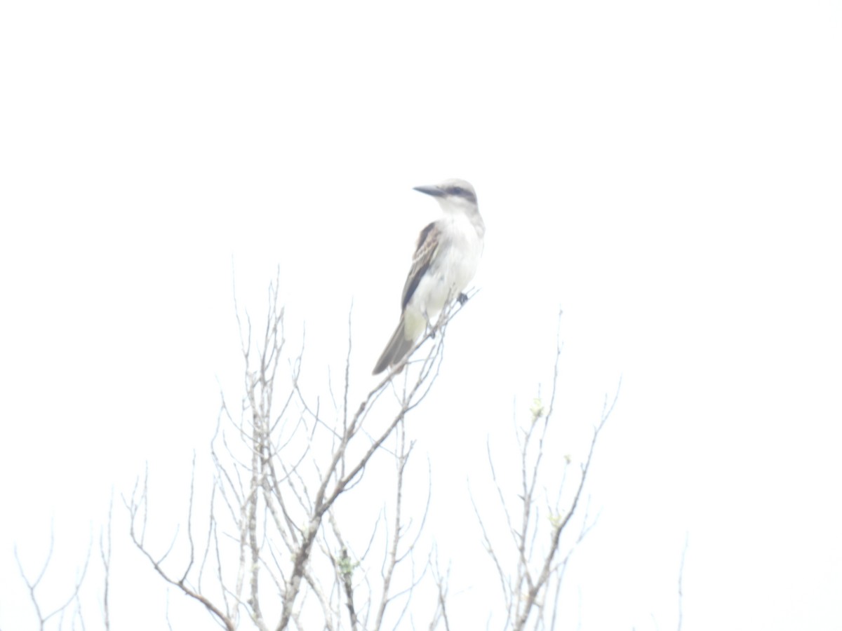 New York Breeding Bird Atlas Checklist - 25 Jul 2023 - Helen Mellon ...