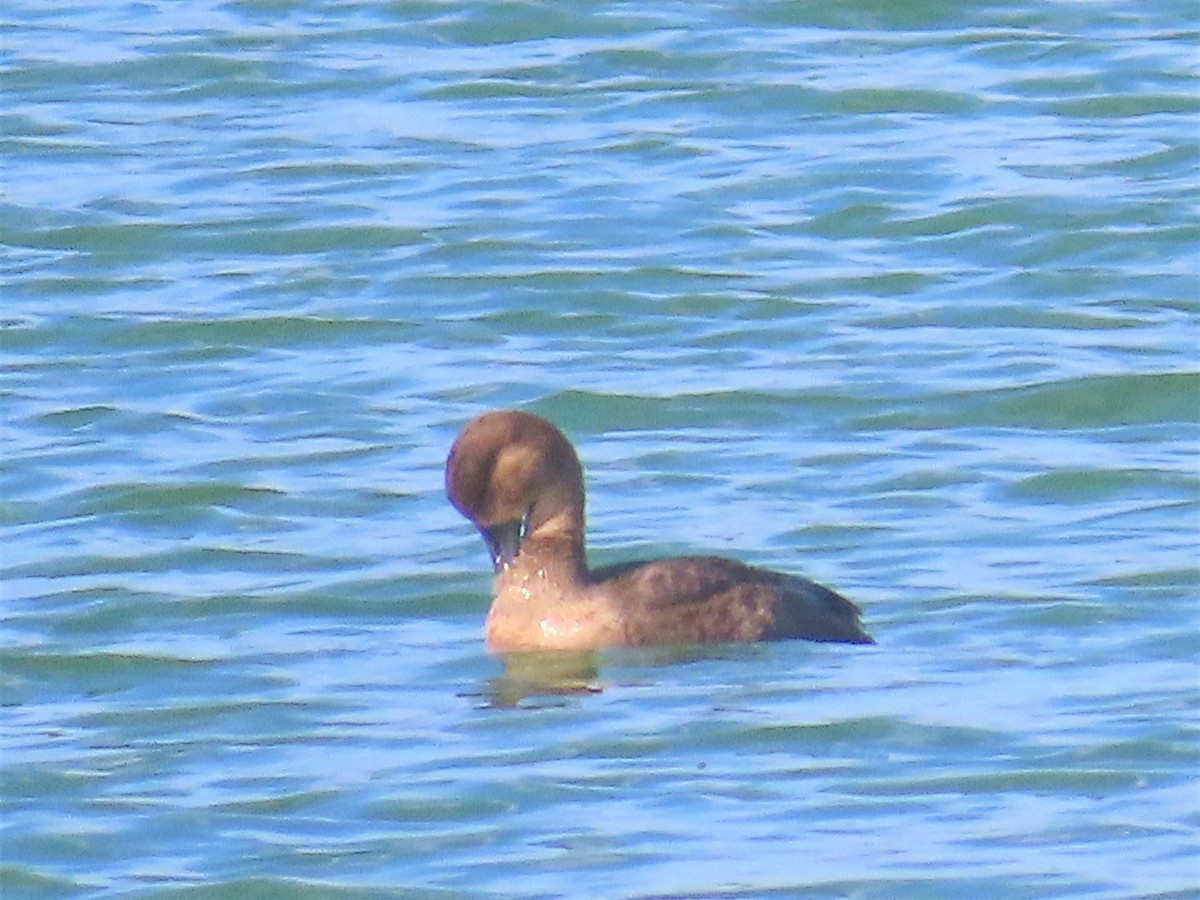 eBird Checklist - 25 Jul 2023 - Oso Flaco Lake (not for beach/ocean ...