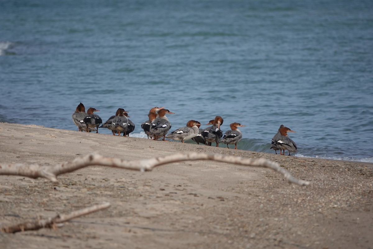 eBird Checklist - 18 Jul 2023 - Presque Isle SP--Gull Pt. - 38 species (+1 other taxa)