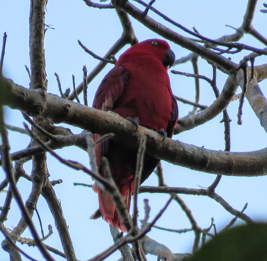 Eclectus Parrot (Sumba) - eBird