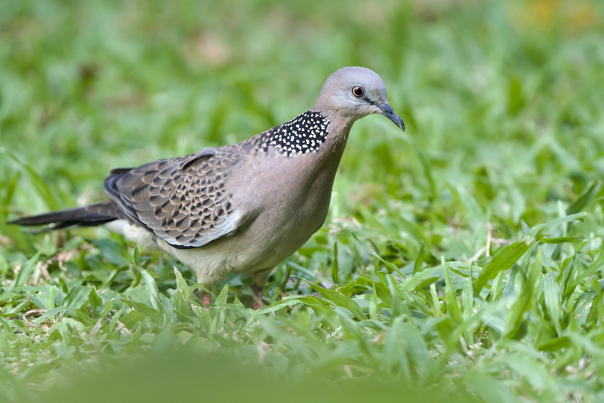 Spotted Dove (Eastern) - eBird