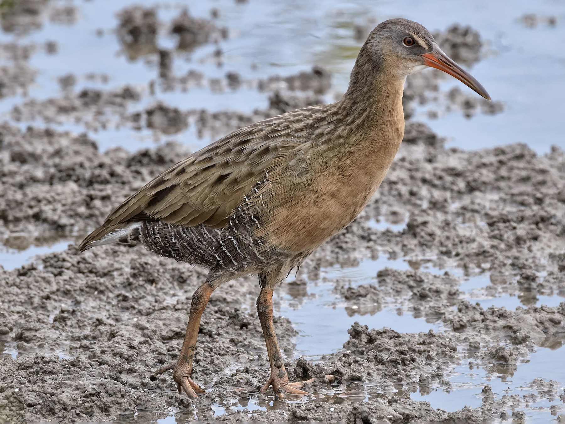 Rascón Azteca - eBird