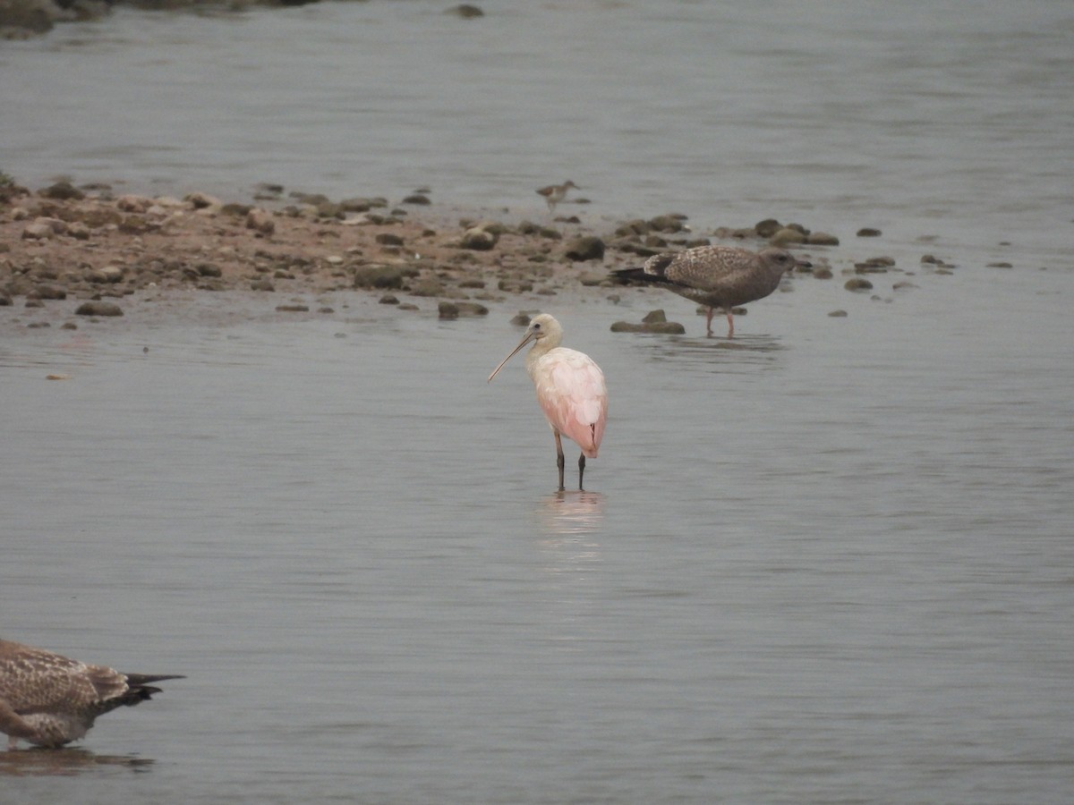 eBird Checklist - 26 Jul 2023 - Cat Island Causeway (restricted access ...