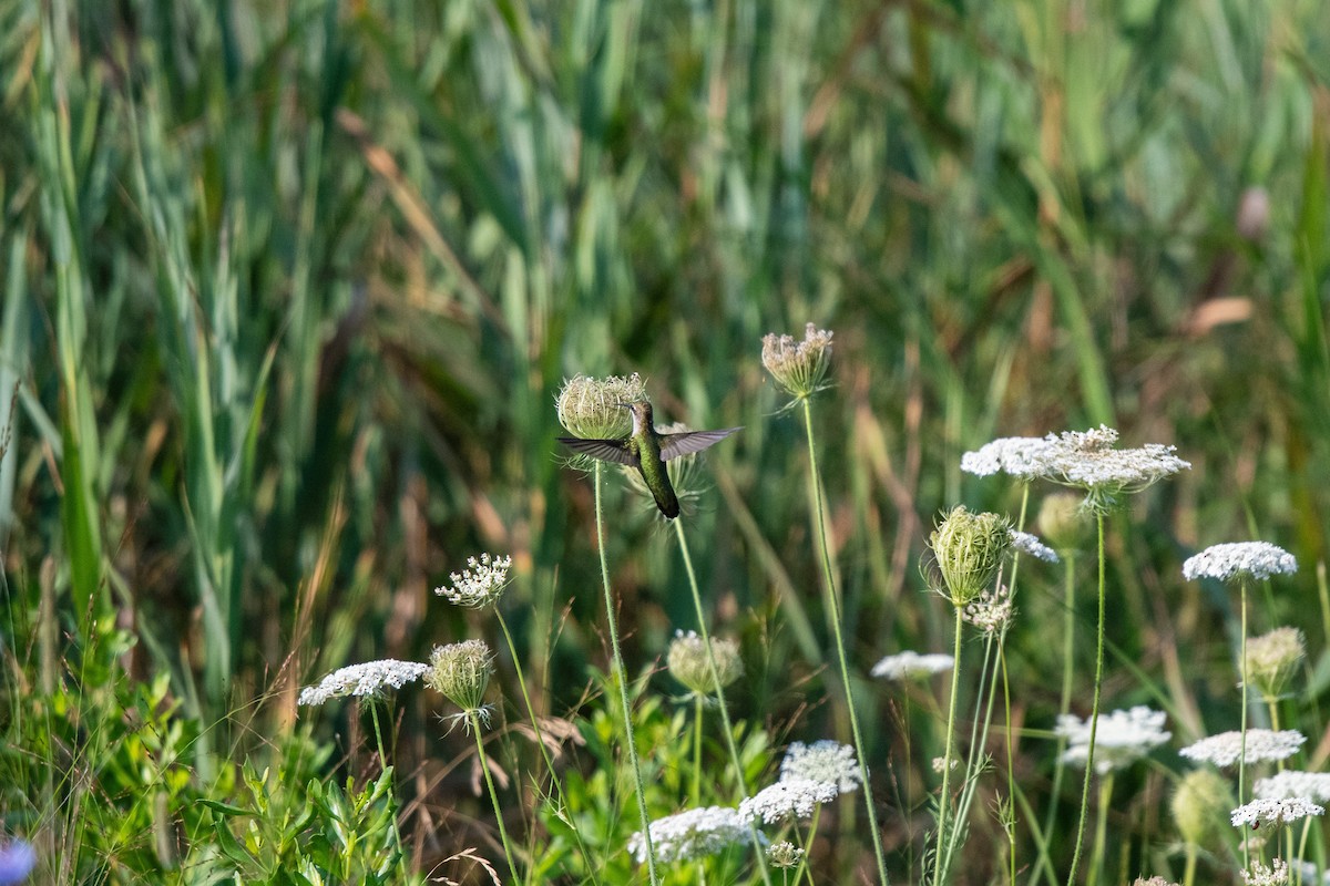 eBird Checklist - 26 Jul 2023 - Barn Island WMA - 42 species