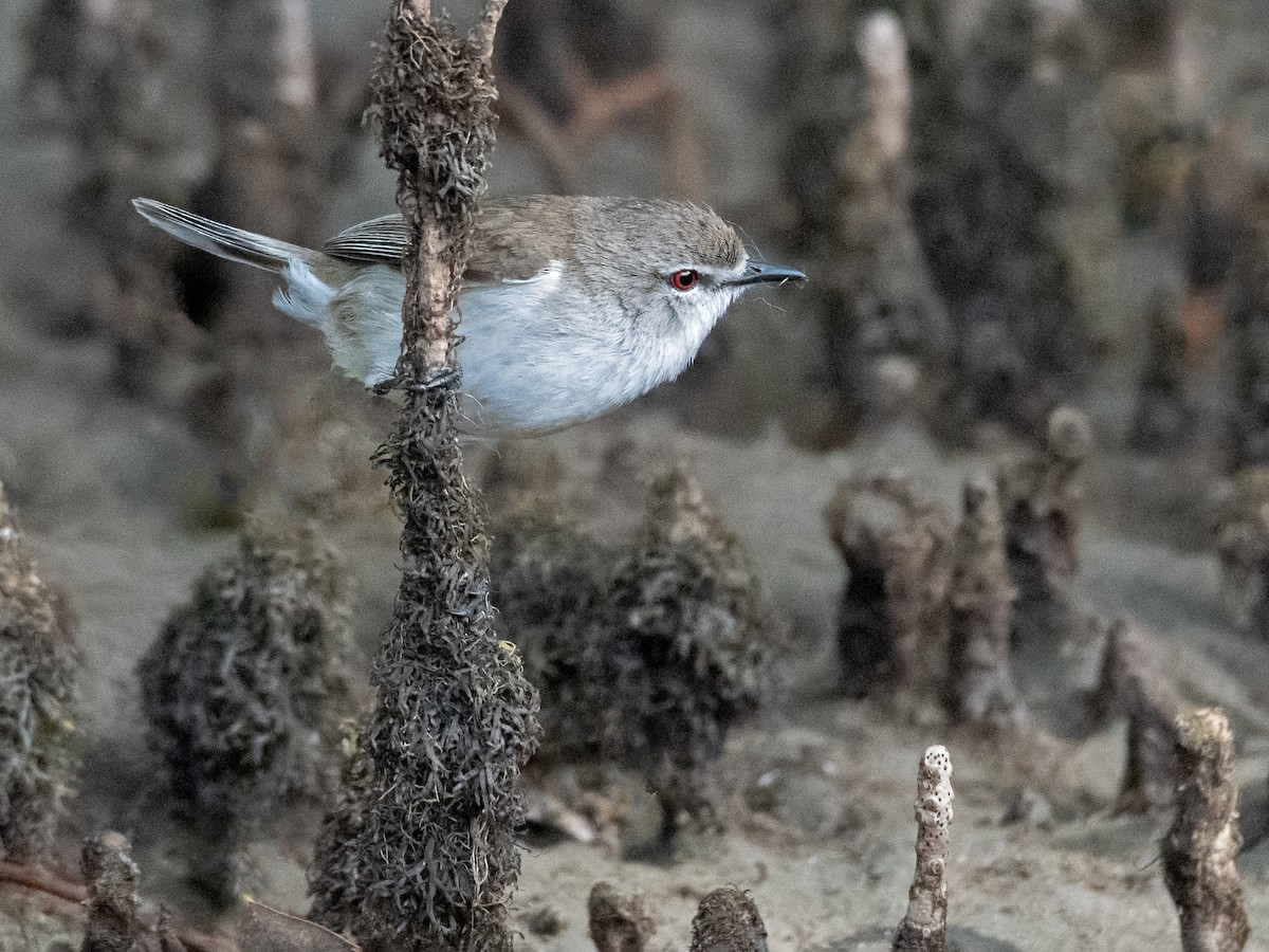 Mangrove Gerygone - Gerygone levigaster - Birds of the World