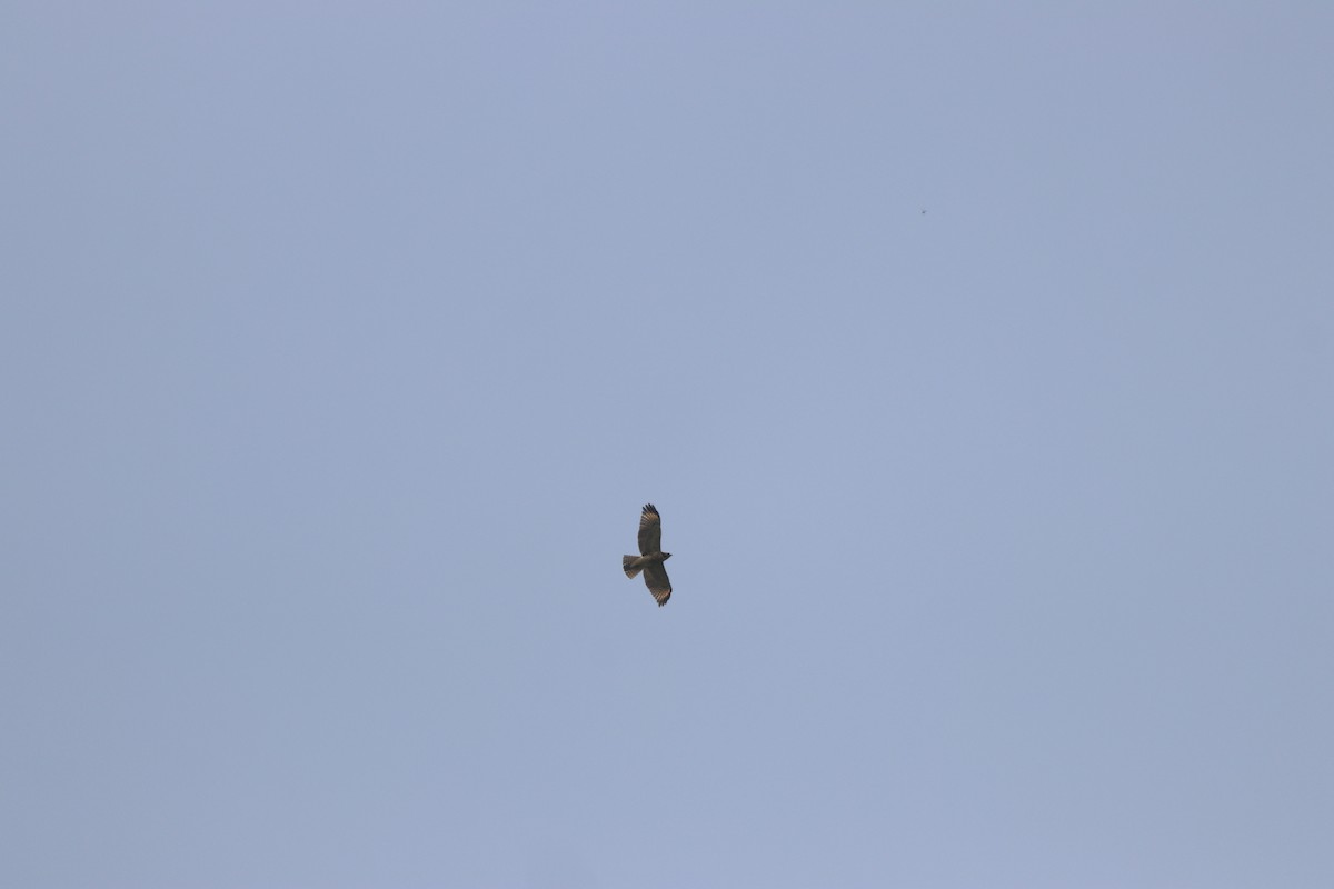 New York Breeding Bird Atlas Checklist - 26 Jul 2023 - Braddock Bay ...