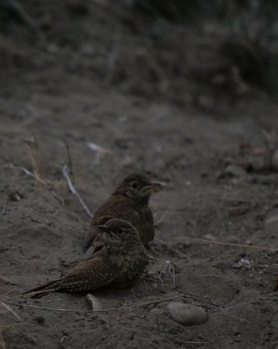 eBird Checklist - 23 Jul 2023 - Medicine Hat--Police Point Park - 17 ...