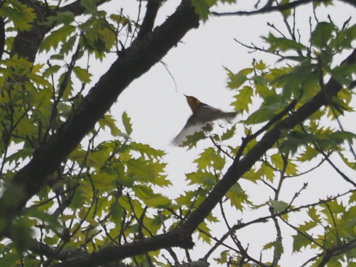 New York Breeding Bird Atlas Checklist - 7 May 2023 - Texas Hollow SF ...