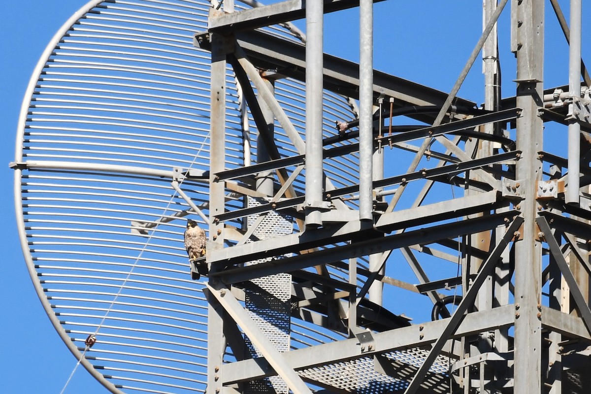 eBird Checklist - 17 Jun 2023 - Telstra Hill, Mt Isa - 7 species