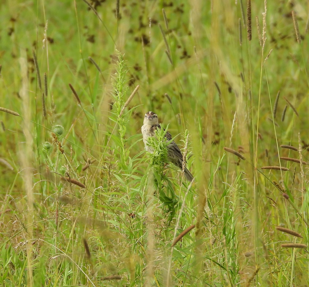 eBird Checklist - 27 Jul 2023 - Fields J Dr N, Marshall US-MI 42.31952 ...