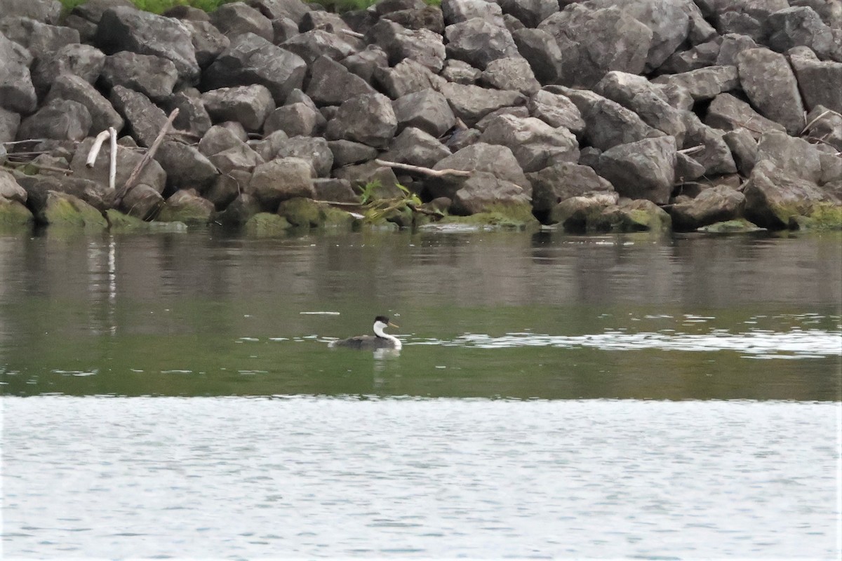 eBird Checklist - 27 Jul 2023 - Toronto--Colonel Samuel Smith Park - 20 ...