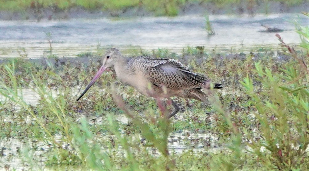eBird Checklist - 27 Jul 2023 - Presque Isle SP--Gull Pt. - 33 species