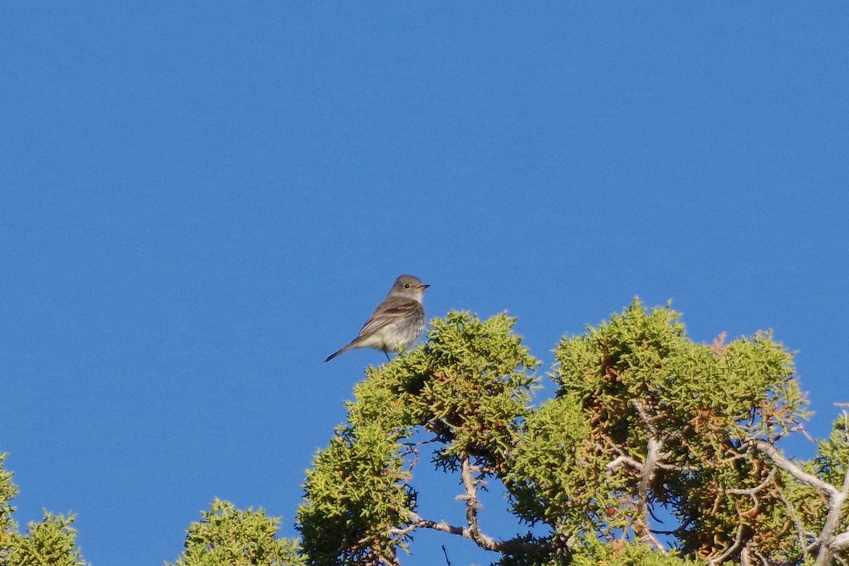 eBird Checklist - 30 Jun 2023 - Little Firehole Road - 34 species