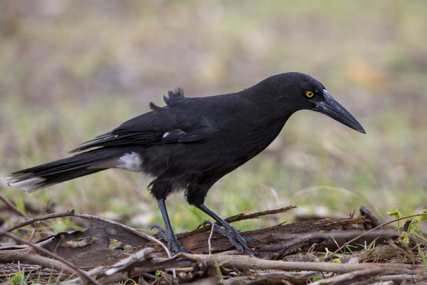 Grey Currawong (Kangaroo I.) - eBird