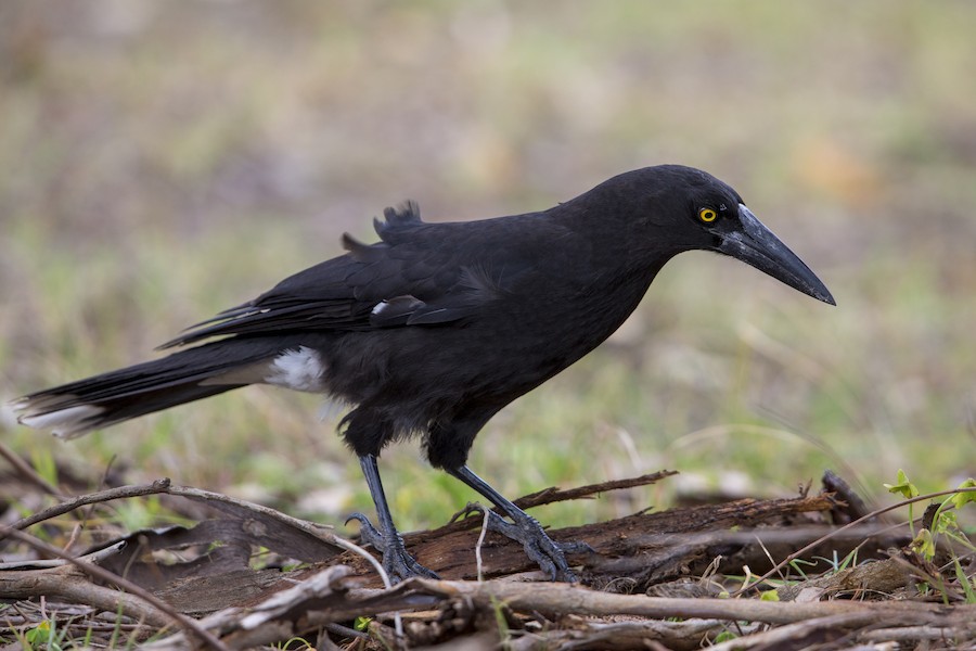 Grey Currawong (Kangaroo I.) - eBird