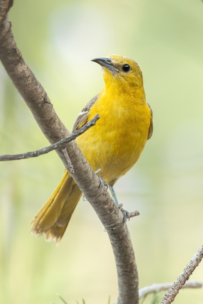 Hooded Oriole Female Hooded Oriole — Bell Canyon Birds