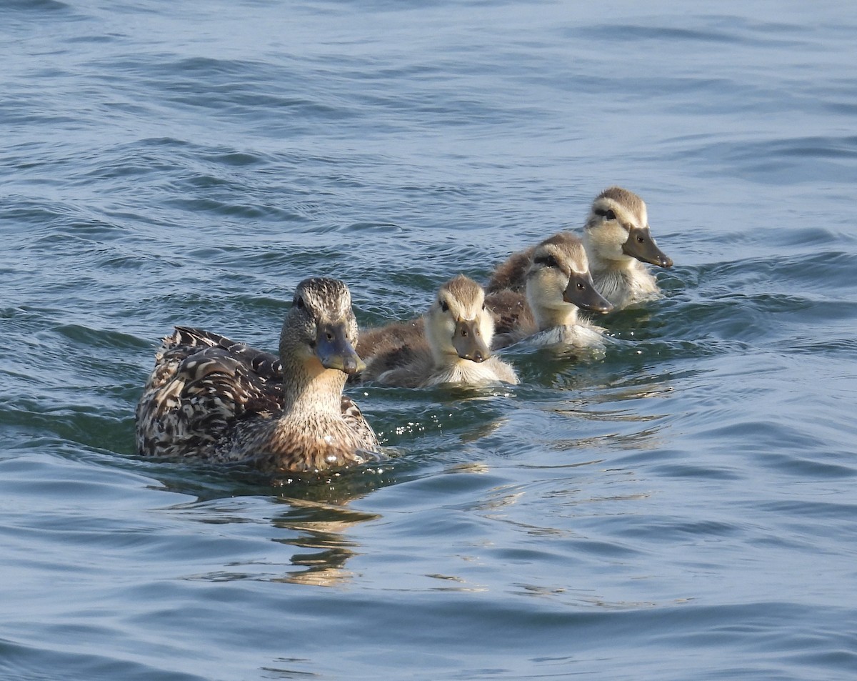 eBird Checklist - 28 Jul 2023 - Ontario Beach and Charlotte Pier - 11 ...