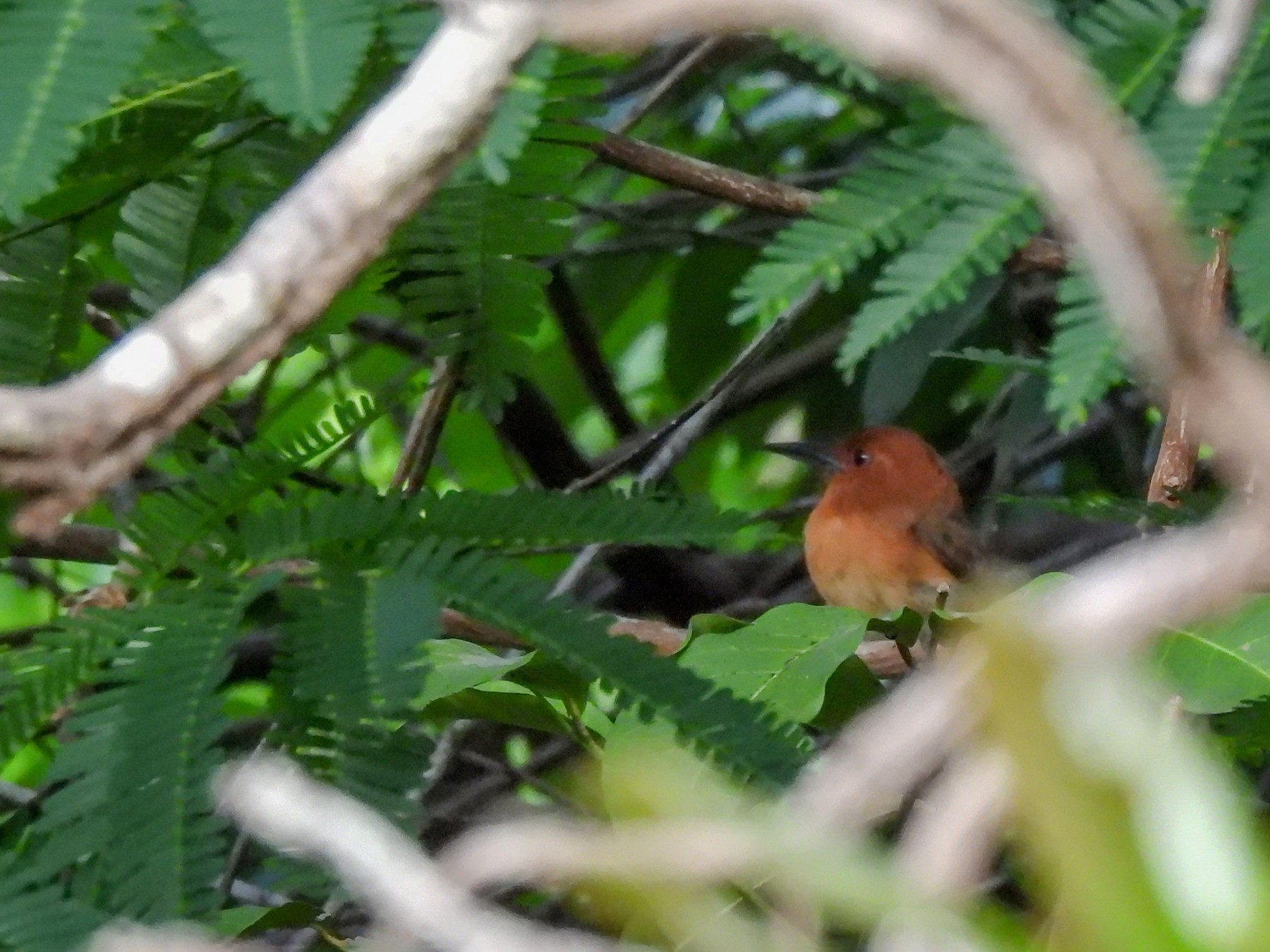 Chestnut-headed Nunlet - eBird