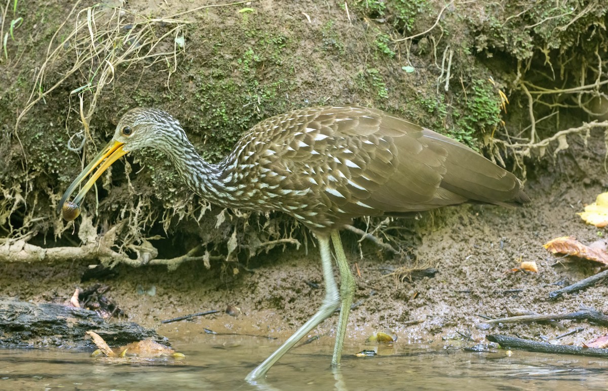 eBird Checklist - 28 Jul 2023 - Maryville-Alcoa Greenway--Blount ...