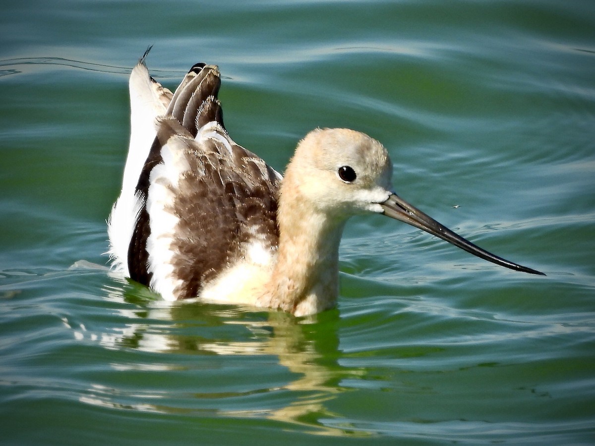 eBird Checklist - 28 Jul 2023 - Lincoln WTP (restricted access, open M ...