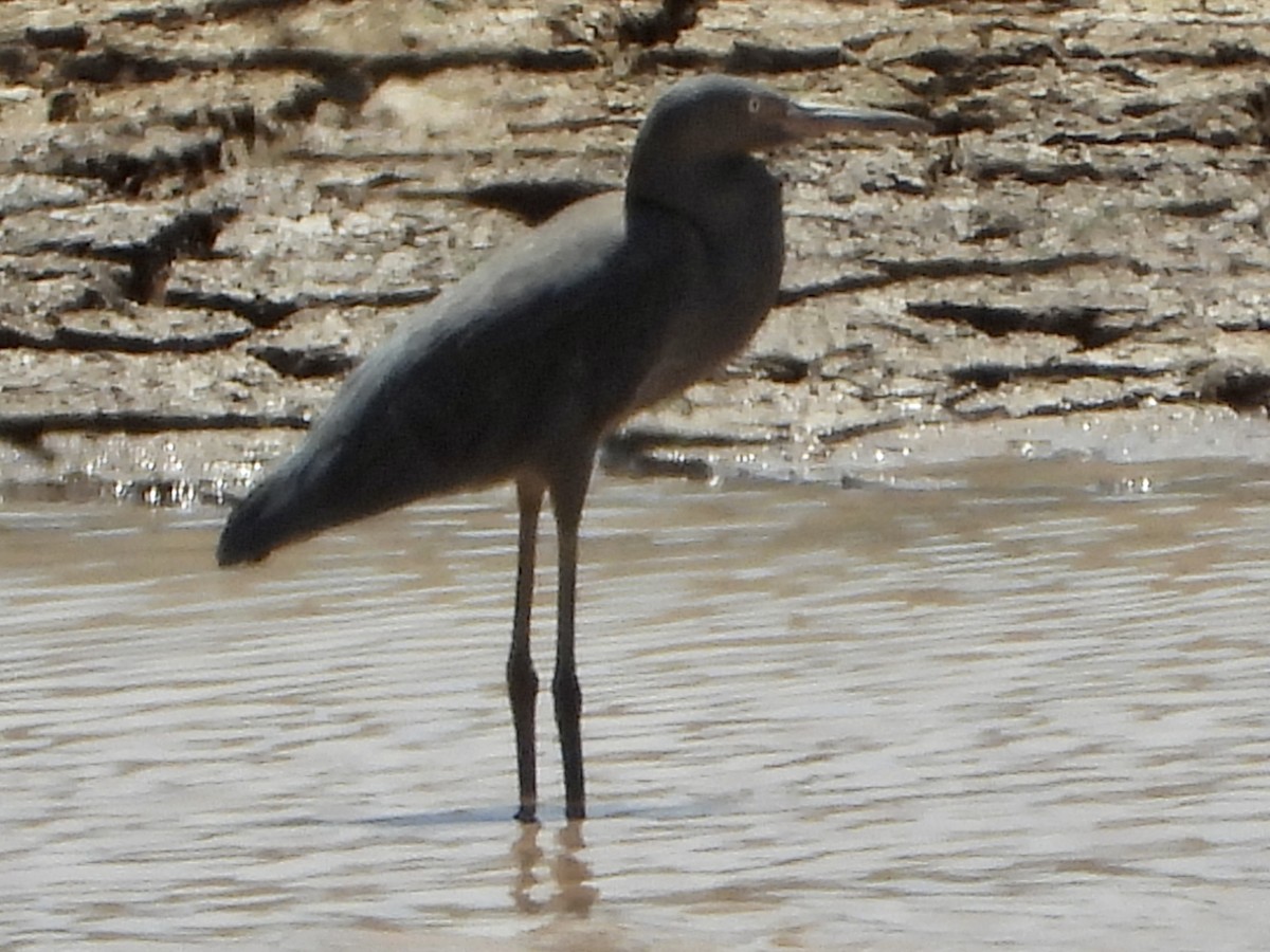 eBird Checklist - 28 Jul 2023 - Rillito Cemex Plant - 5 species