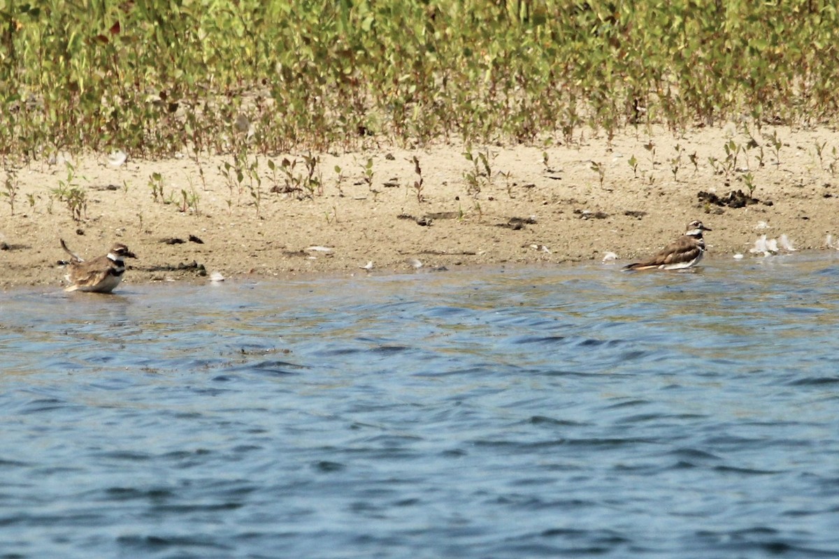 eBird Checklist - 27 Jul 2023 - Shafer Generating Station - 8 species