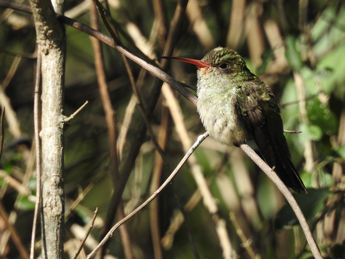 eBird Checklist - 28 Jul 2023 - PE do Espinilho - 74 species (+2 other ...
