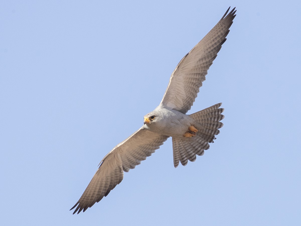 Gray Falcon - Falco hypoleucos - Birds of the World