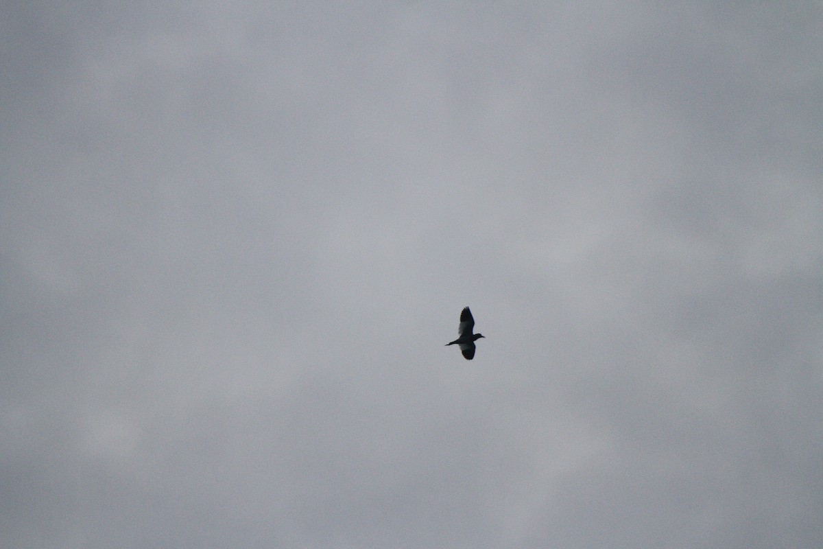 eBird Checklist - 24 May 2017 - 彰化外海 - 11 species (+2 other taxa)