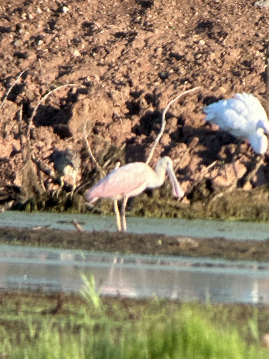 eBird Checklist - 29 Jul 2023 - Ken Euers Wetland Preserve - 37 species