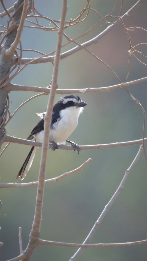 Southern Fiscal (Uhehe) - eBird