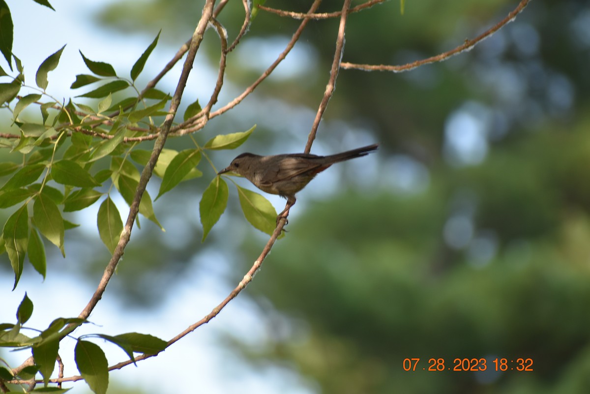 eBird Checklist - 28 Jul 2023 - Rotary Riverside Park - 11 species (+1 ...