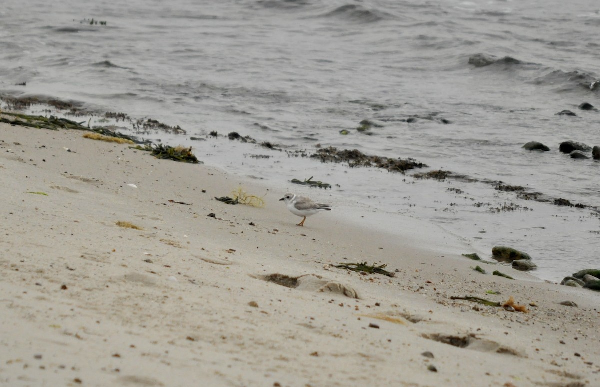 eBird Checklist - 29 Jul 2023 - Long Beach Conservation Area - 29 species